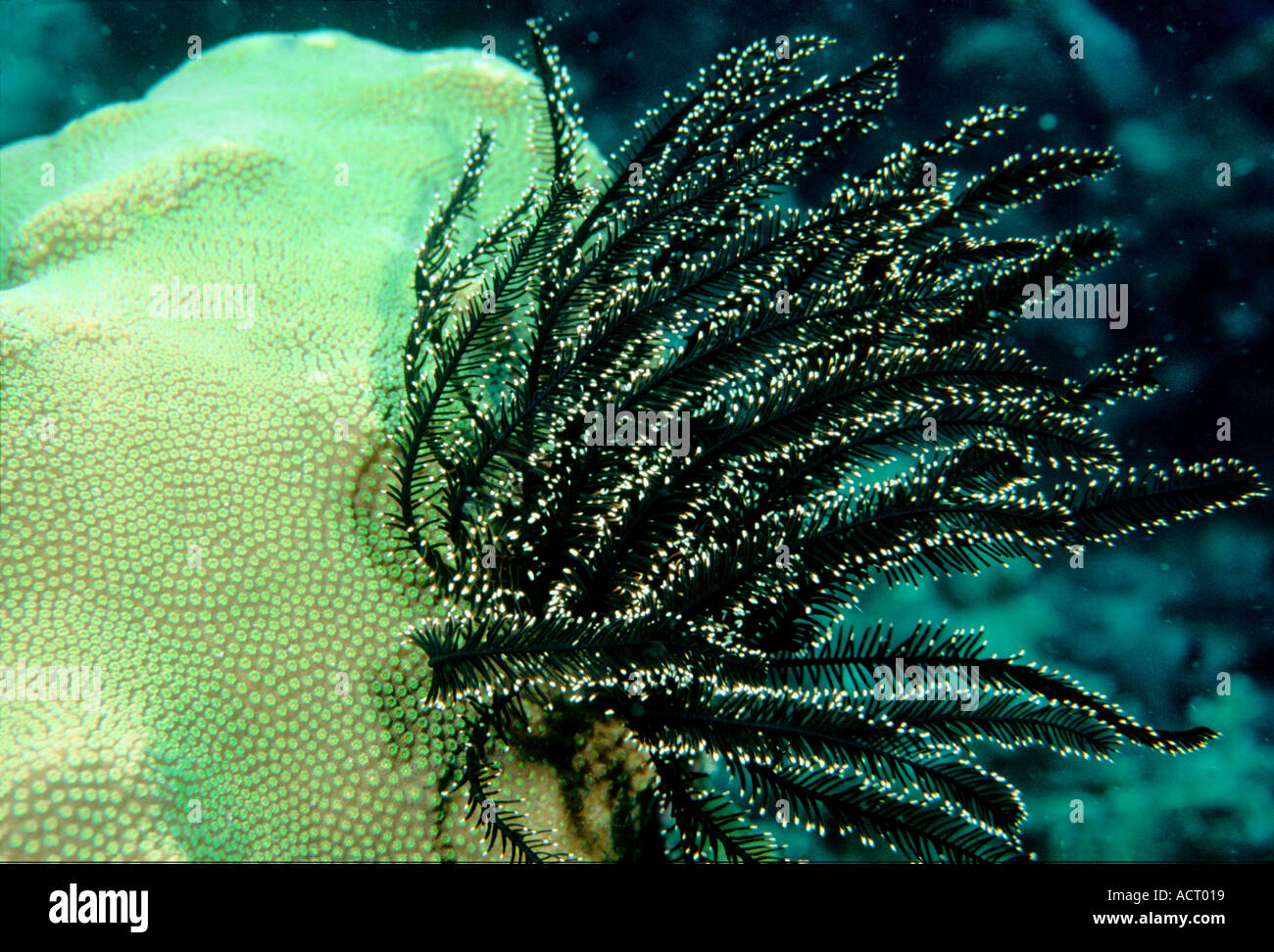 Crinoid Stock Photo - Alamy