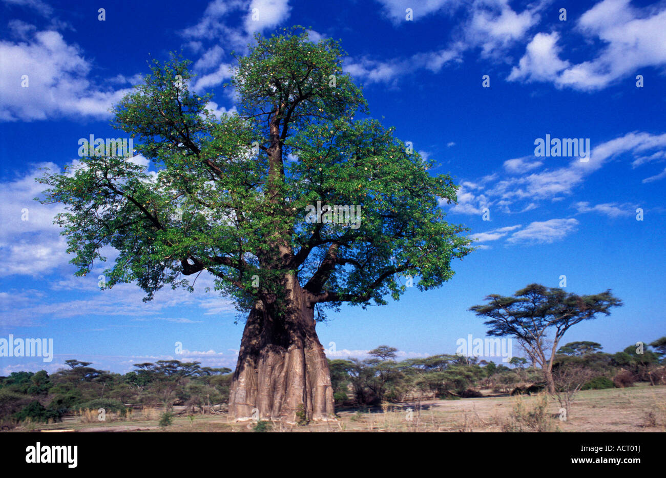 Bushveld baobab tree leaf hi-res stock photography and images - Alamy