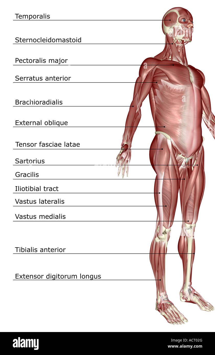 Full body muscles anatomy anterior view Cut Out Stock Images & Pictures ...
