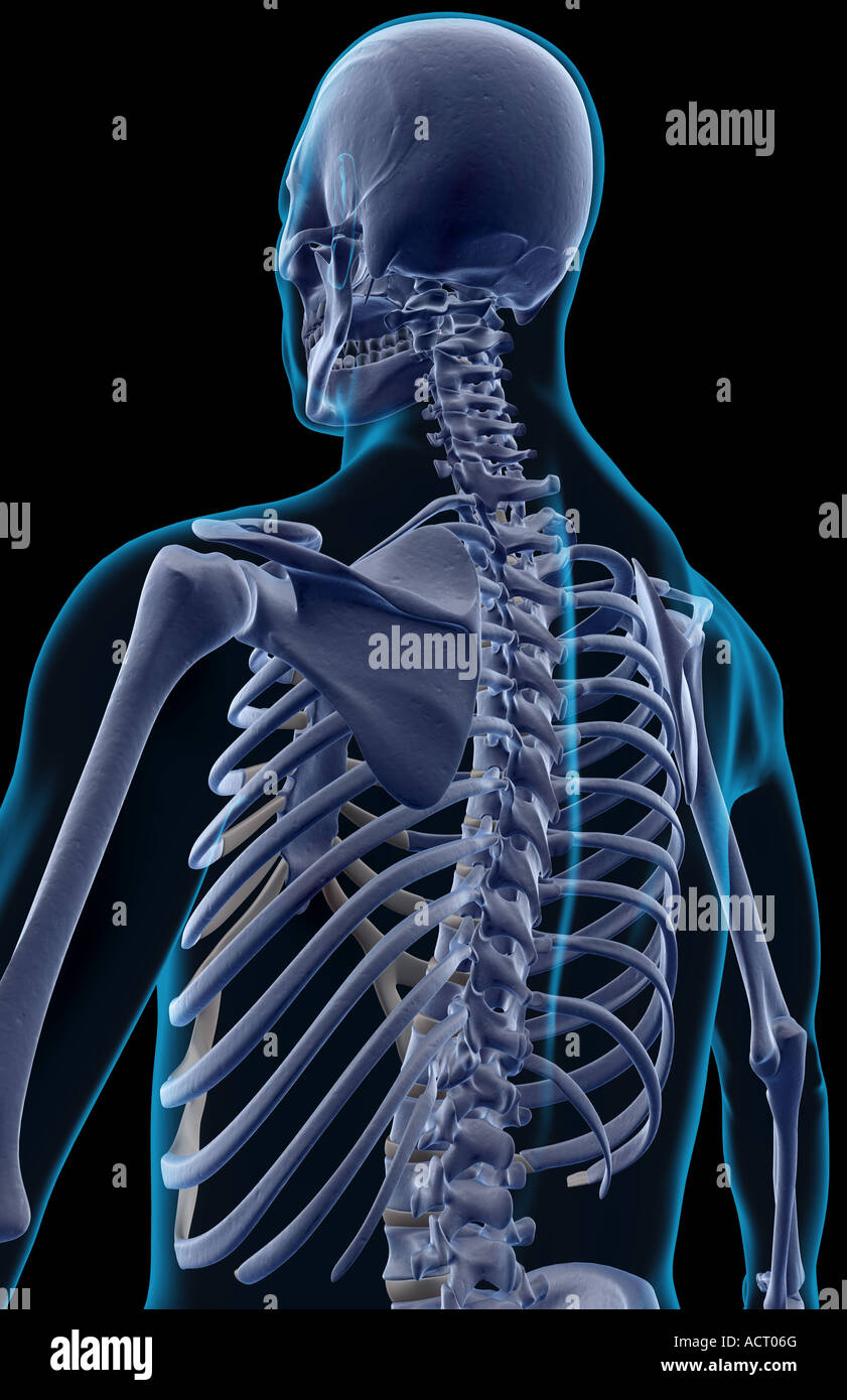 The bones of the upper body Stock Photo - Alamy