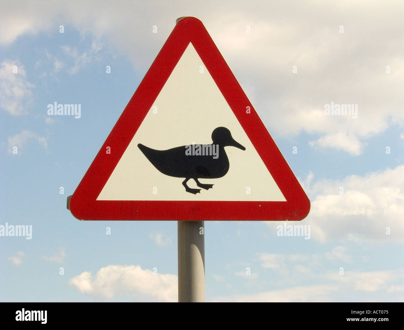 beware of the ducks sign against a blue cloudy sky Stock Photo - Alamy