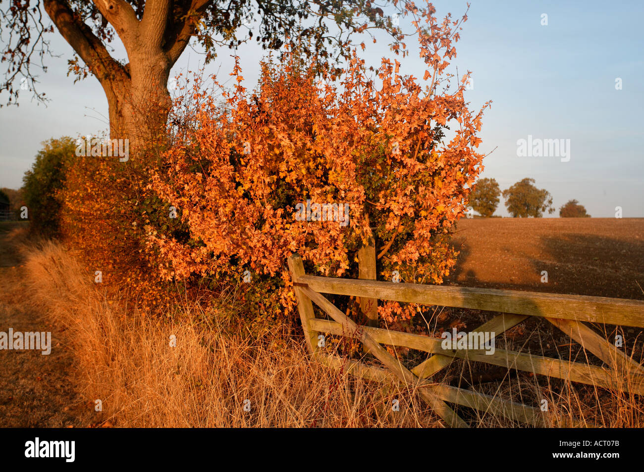 Golden hedgerow hi-res stock photography and images - Alamy