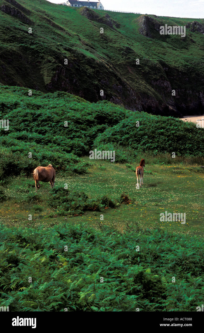 Wild horses gower hi-res stock photography and images - Alamy