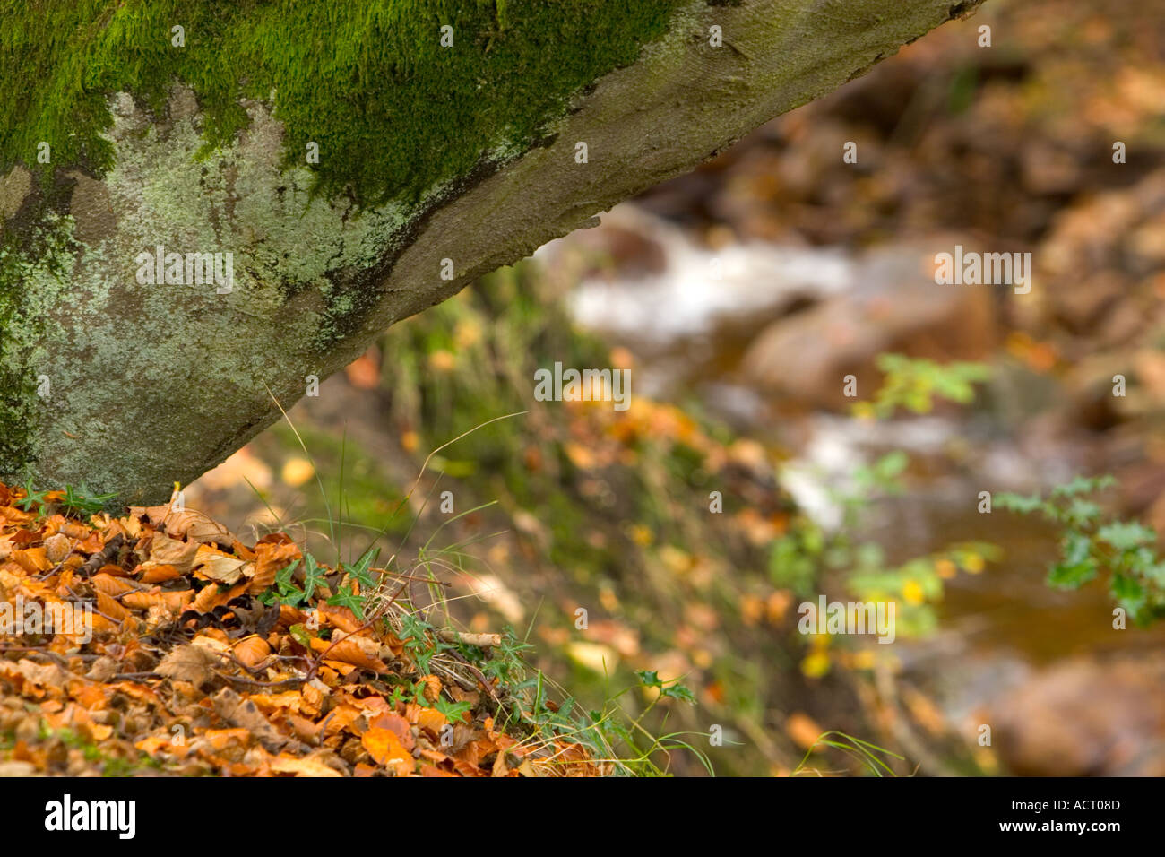 Leaningtree hi-res stock photography and images - Alamy