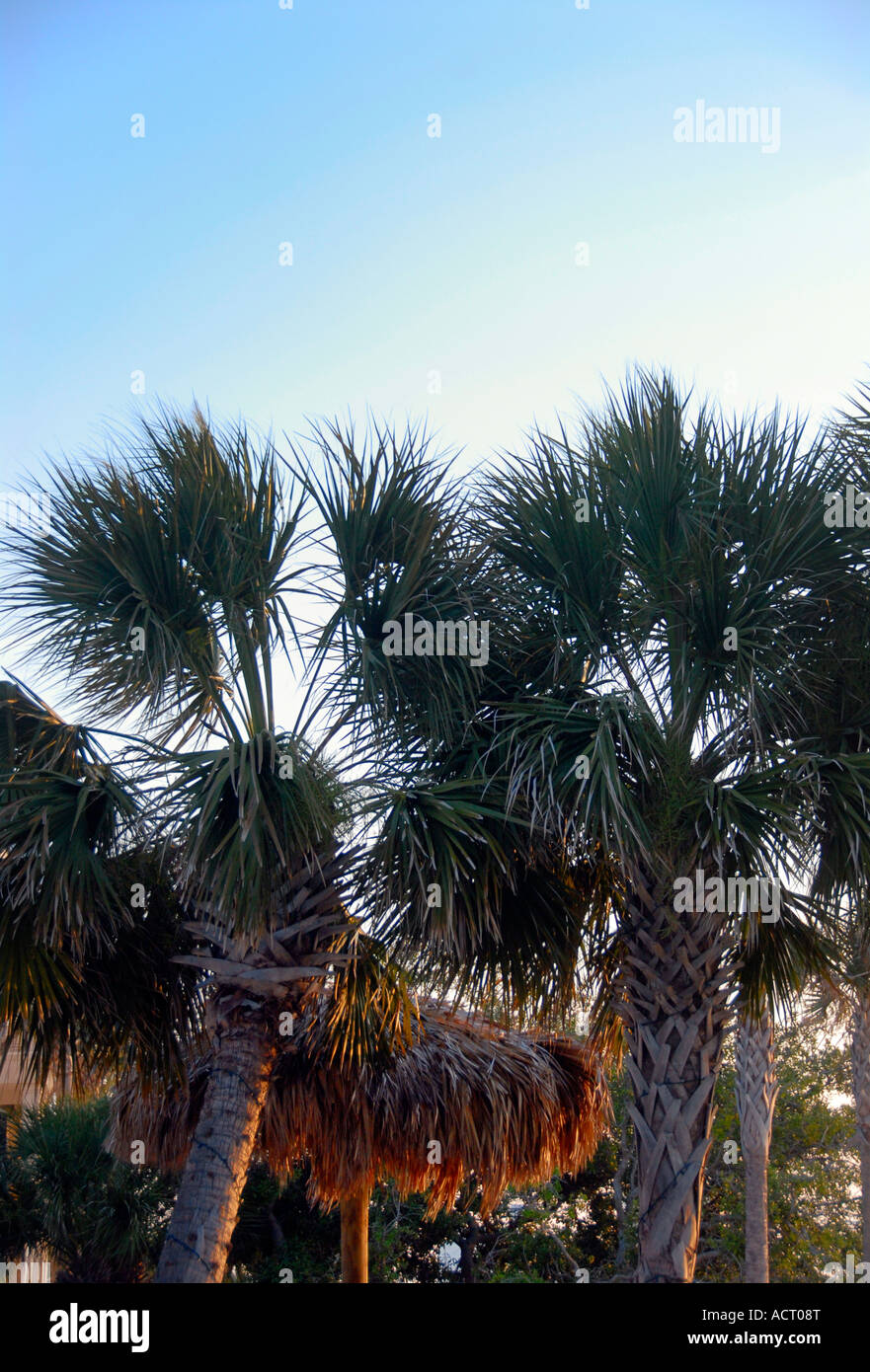 Palm tree prongs hi-res stock photography and images - Alamy
