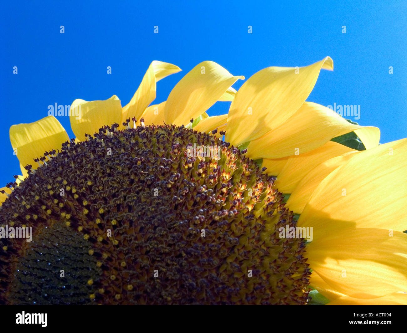Giant sunflower heads hi-res stock photography and images - Alamy
