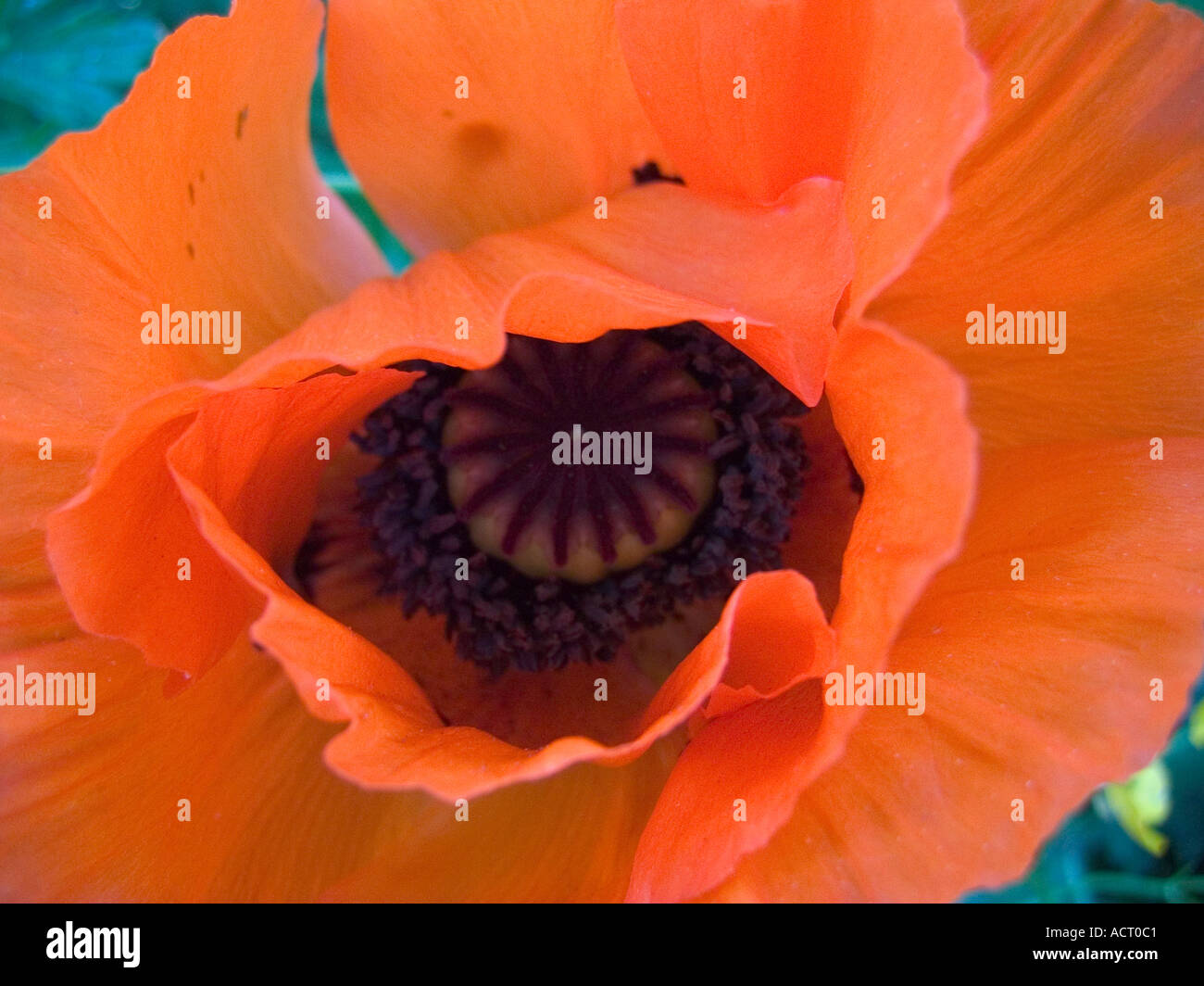 Giant remembrance poppy hi-res stock photography and images - Alamy