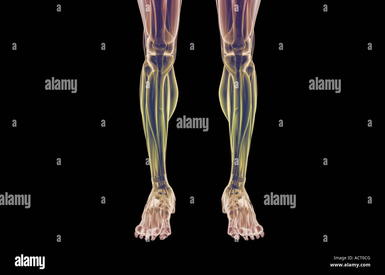 The muscles of the legs Stock Photo - Alamy