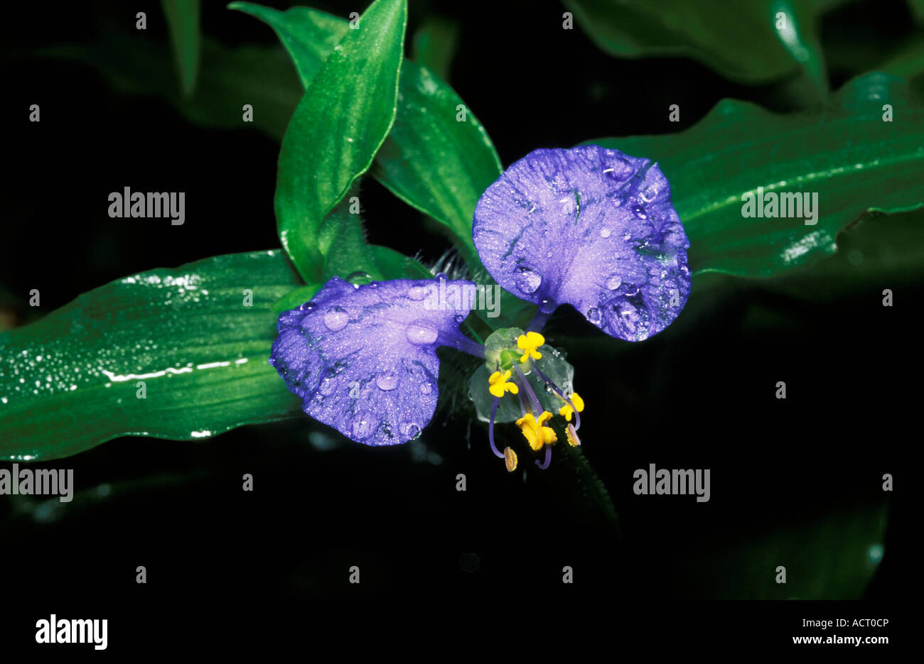 Commelina flower with water droplets Mpumalanga South Africa Stock ...