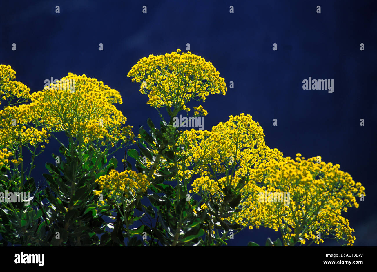 Unidentified yellow flowers photographed against a deep blue background ...