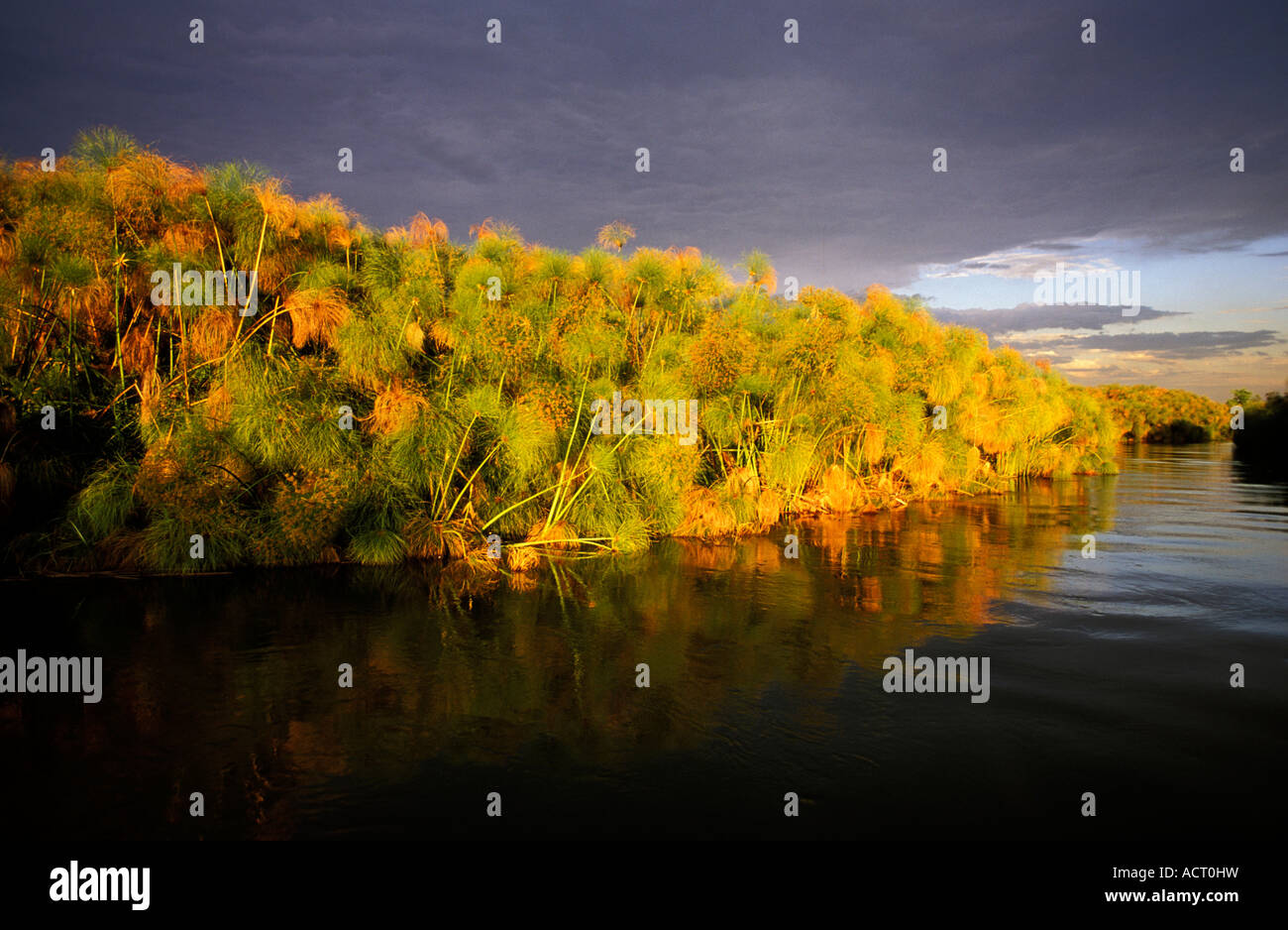 Papyrus reed beds near Jedibe Okavango delta near Jedibe Okavango delta ...