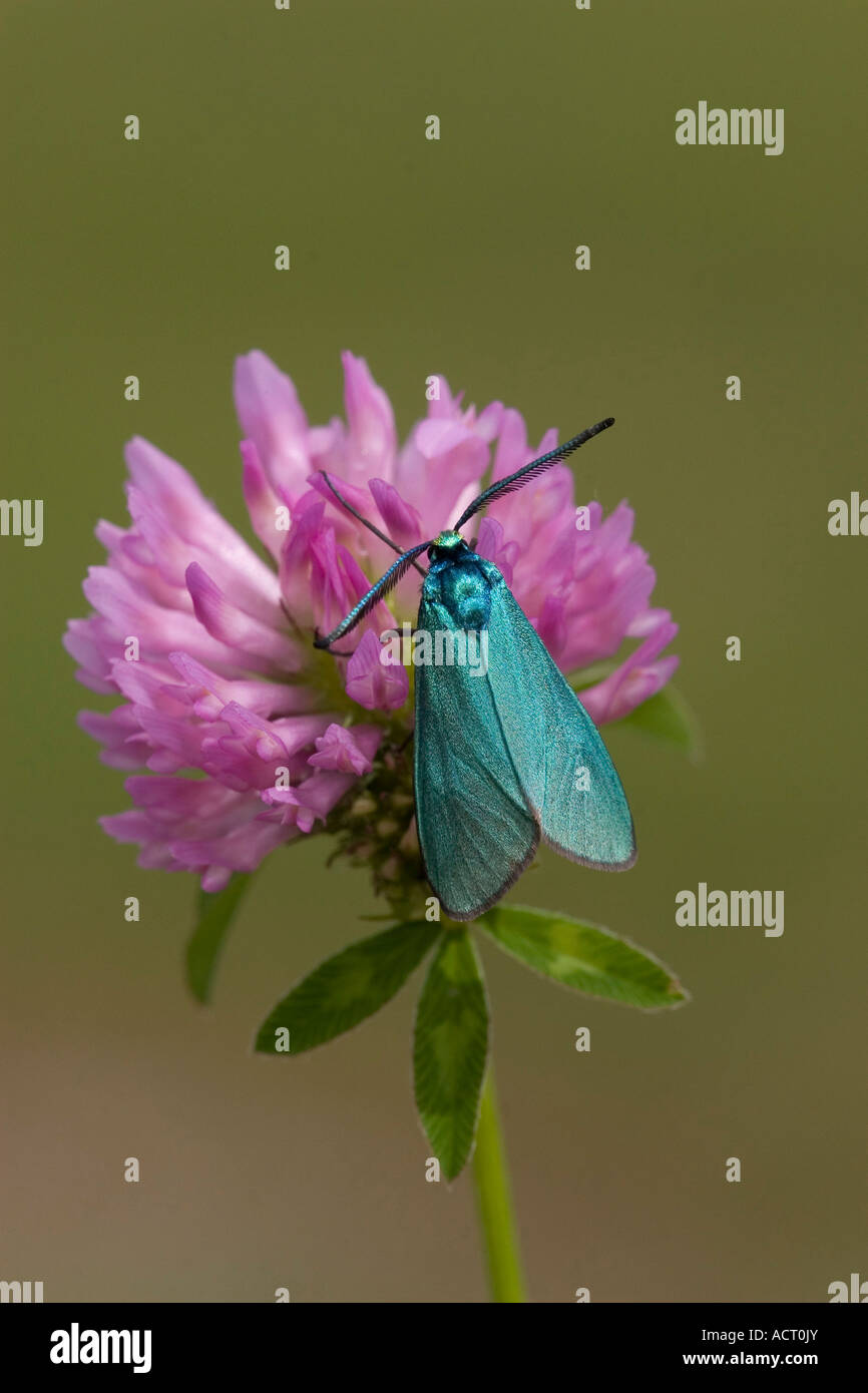 The moth hi-res stock photography and images - Alamy