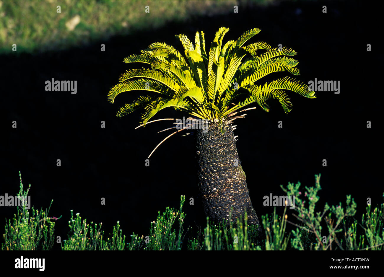 Cycad trees hi-res stock photography and images - Alamy