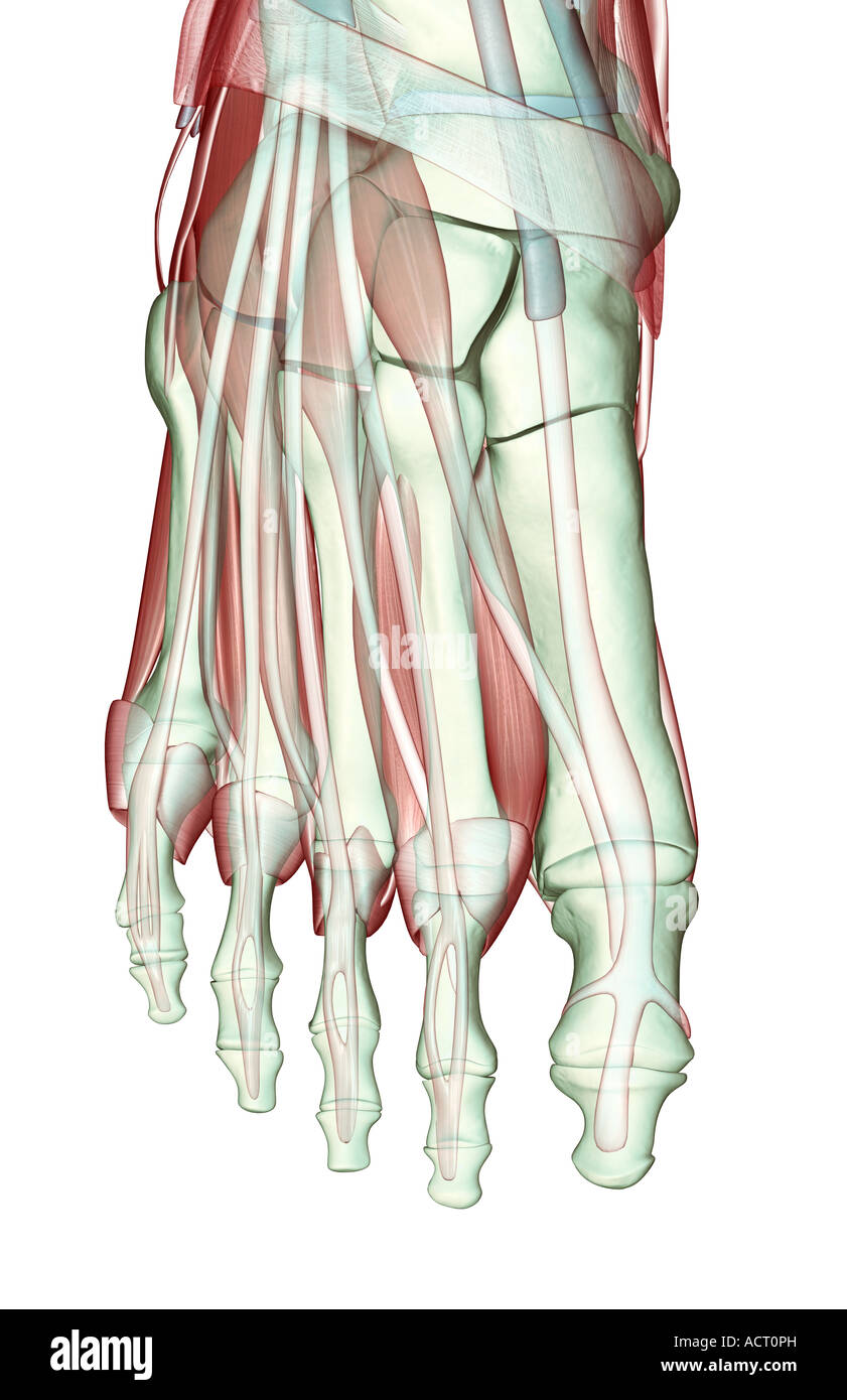 Extensor digitorum brevis hi-res stock photography and images - Alamy