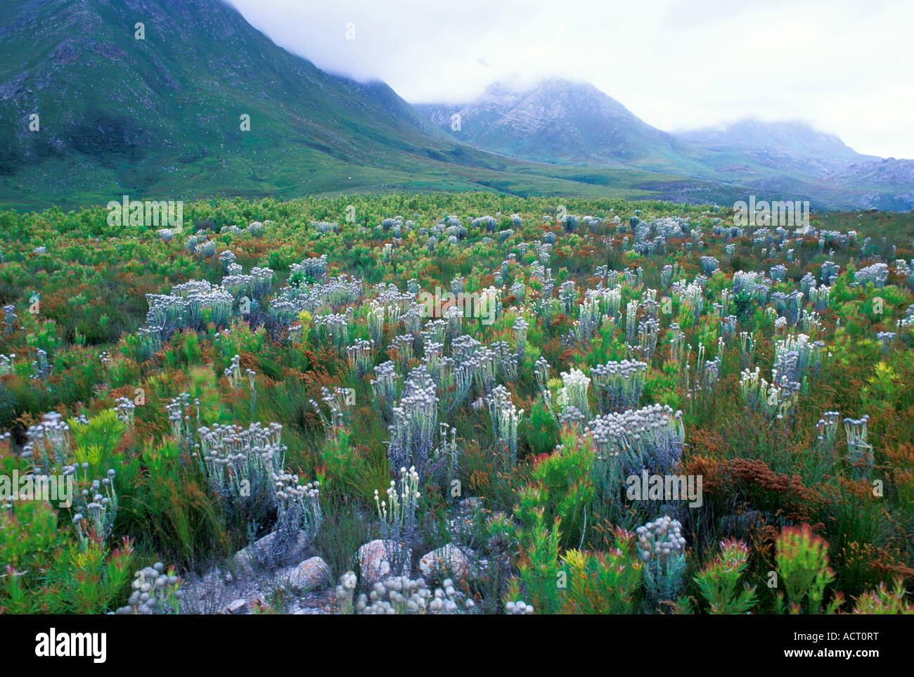 Fynbos kogelberg nature reserve High Resolution Stock Photography and ...