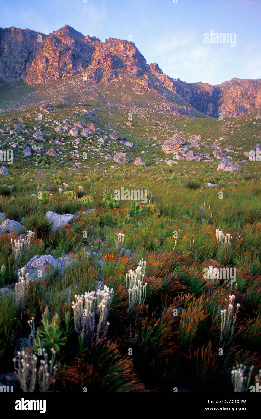 Fynbos landscape with everlastings Helichrysum species and restios ...
