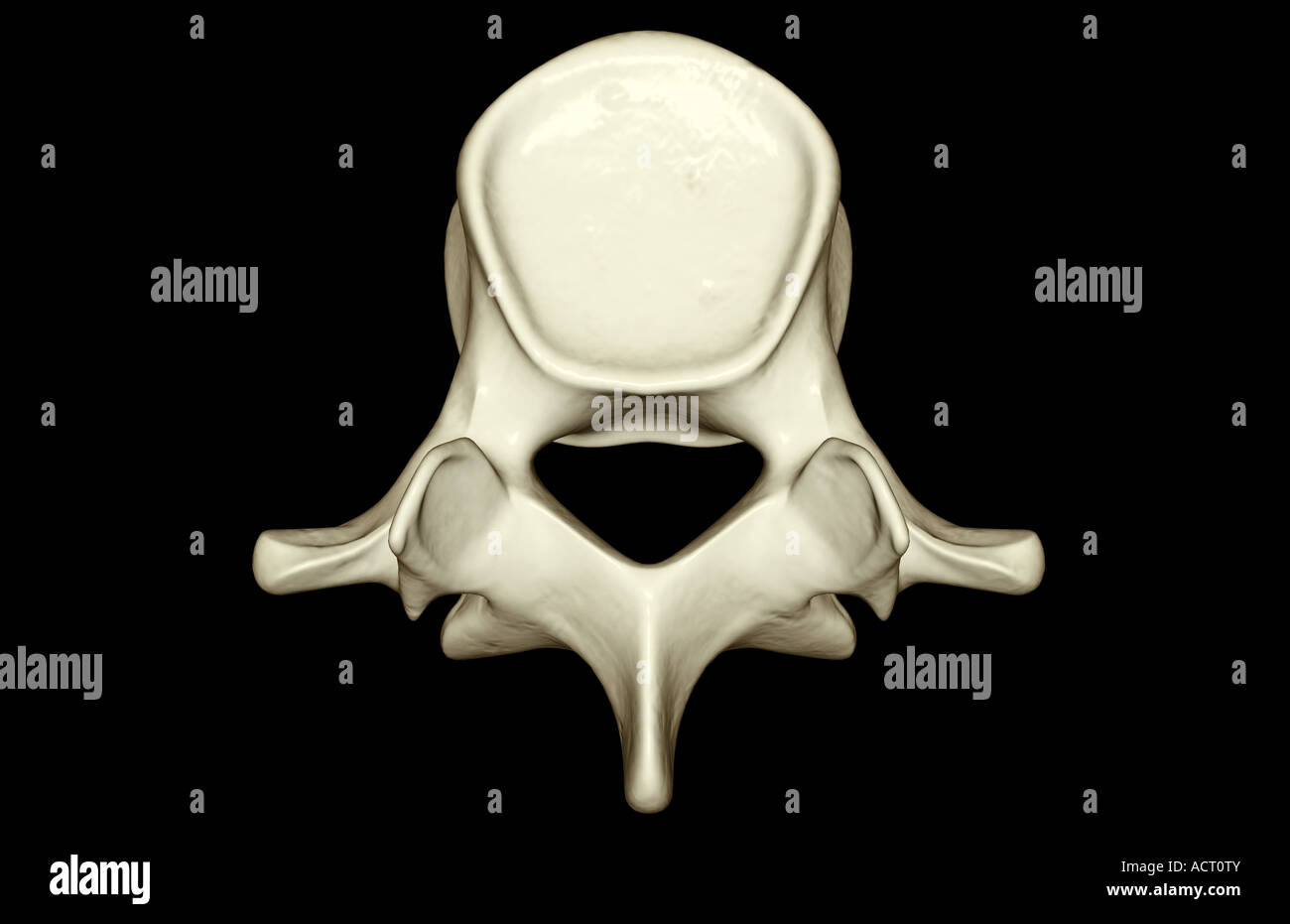 Transverse foramen hi-res stock photography and images - Alamy