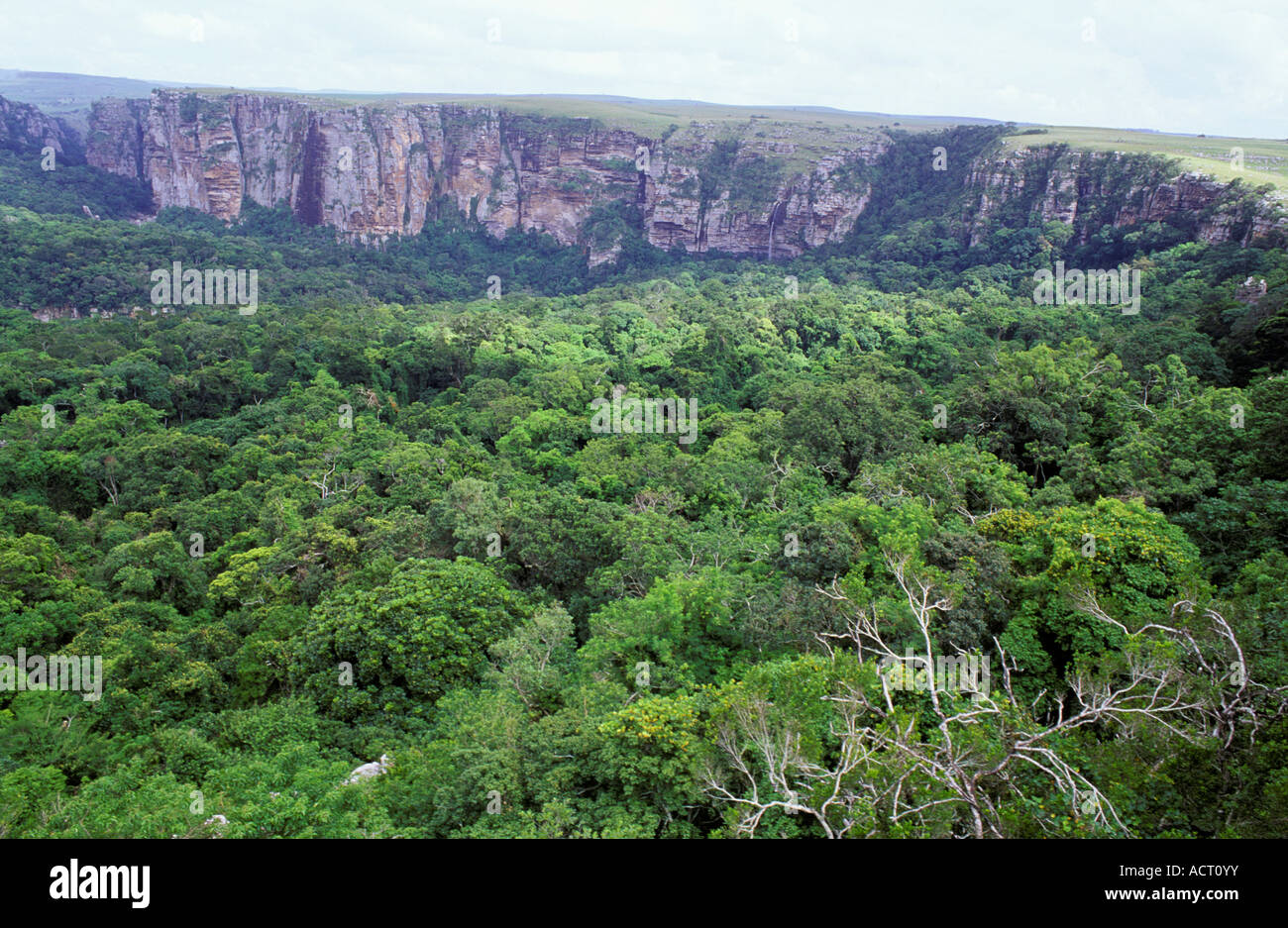 Forest amphitheatre Msikaba River Gorge Mkambati Game Reserve Transkei ...