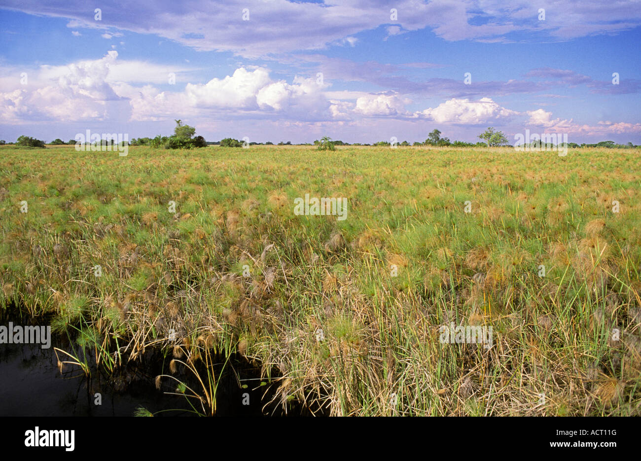 Swamp beds hi-res stock photography and images - Alamy
