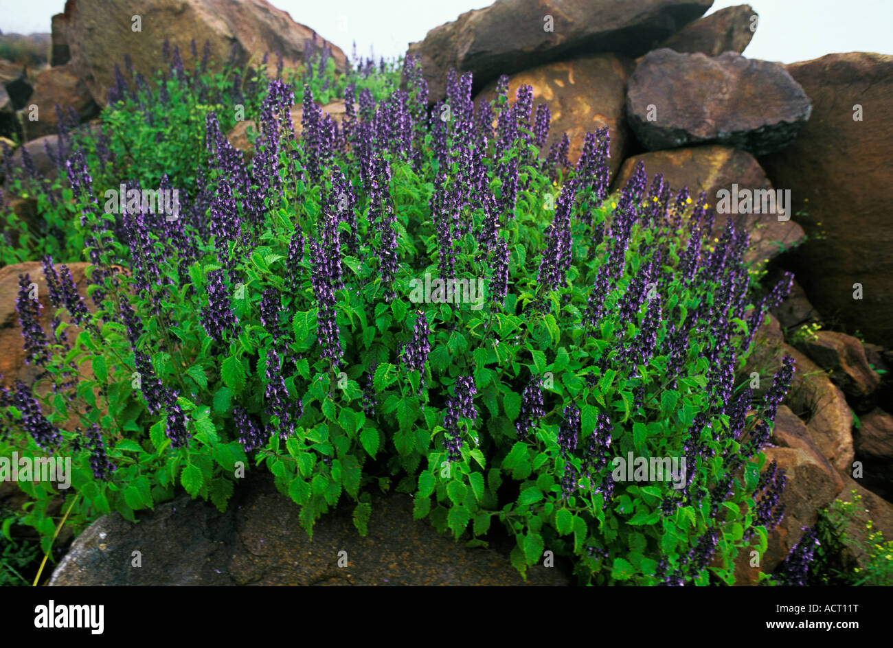 Unidentified flowers amongst rocks Marakele Game Reserve North Western ...