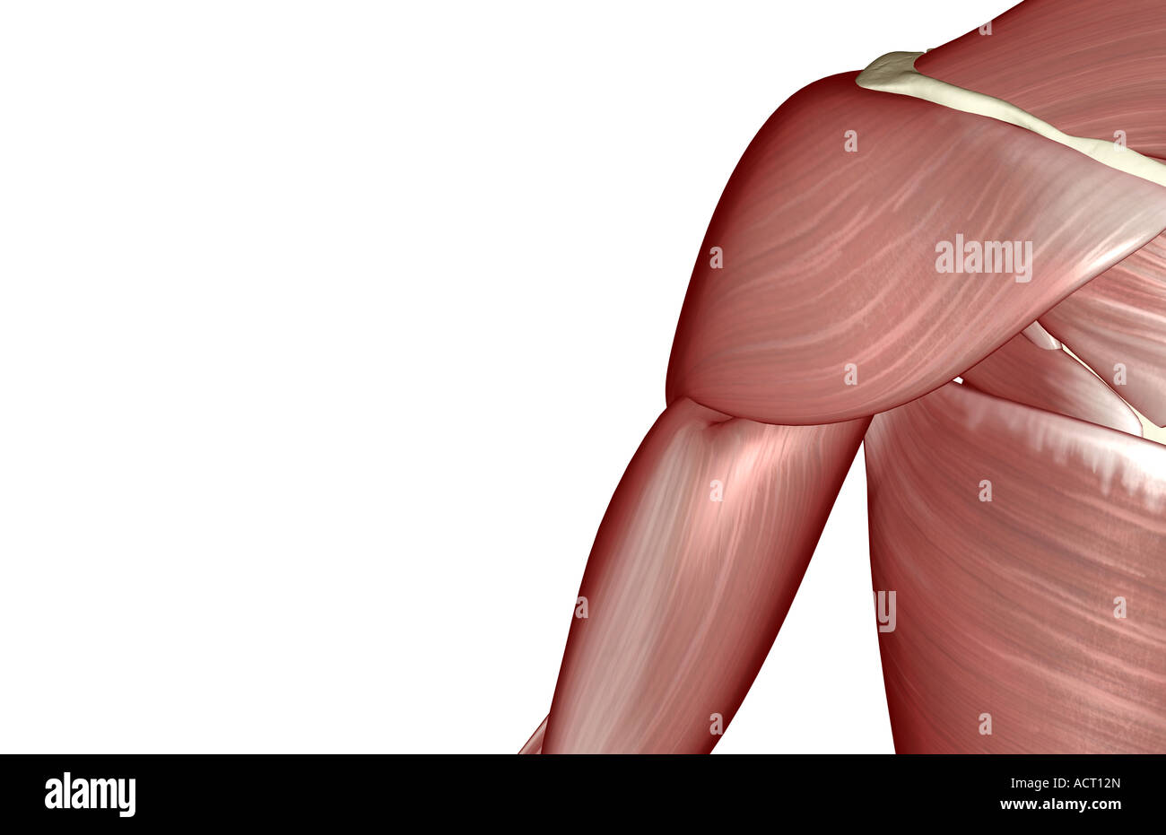 Upper Arm Muscles Unlabeled Forearm Muscles Anatomy • Muscles That