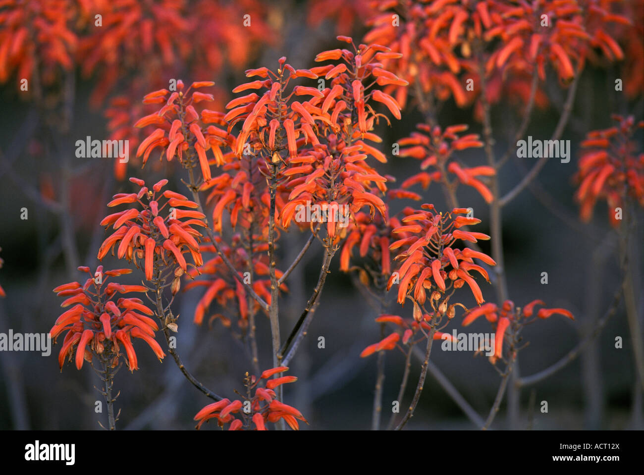 Aloe chabaudii flowers Castleton Sabi Sand Game Reserve South Africa ...