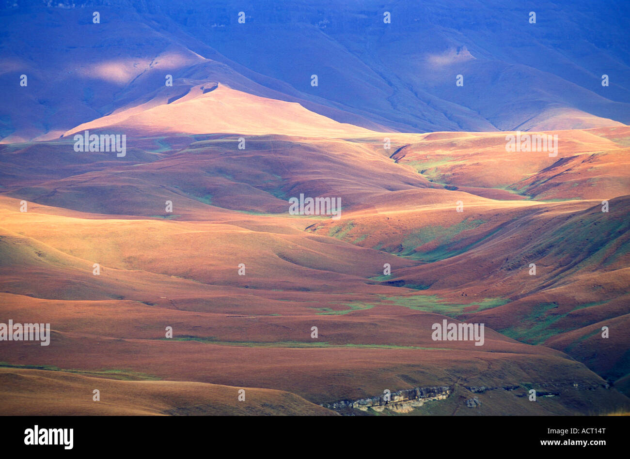 Montane grassland with escarpment in background Giants Castle Game ...