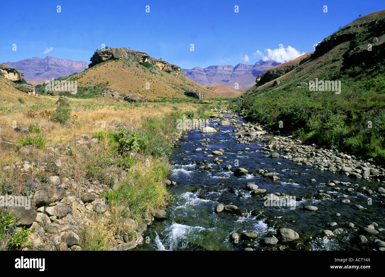 Bushmans River escarpment in background Giants Castle Game Reserve ...