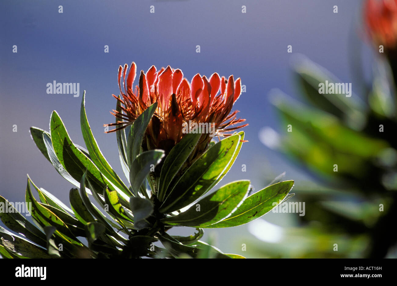 Leaves and flower of mountain protea roupelliae Cathedral Peak area ...