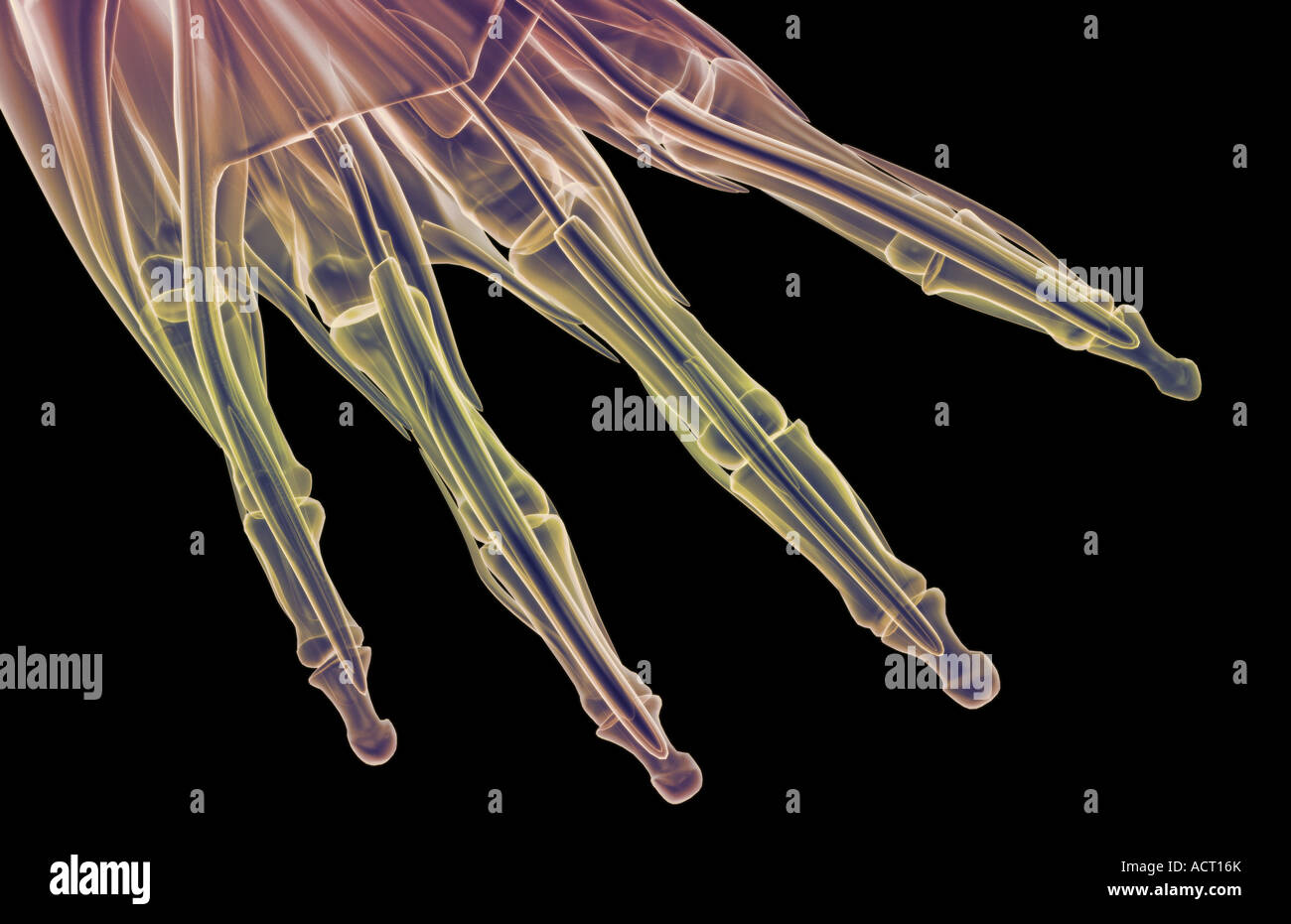 The muscles of the fingers Stock Photo - Alamy