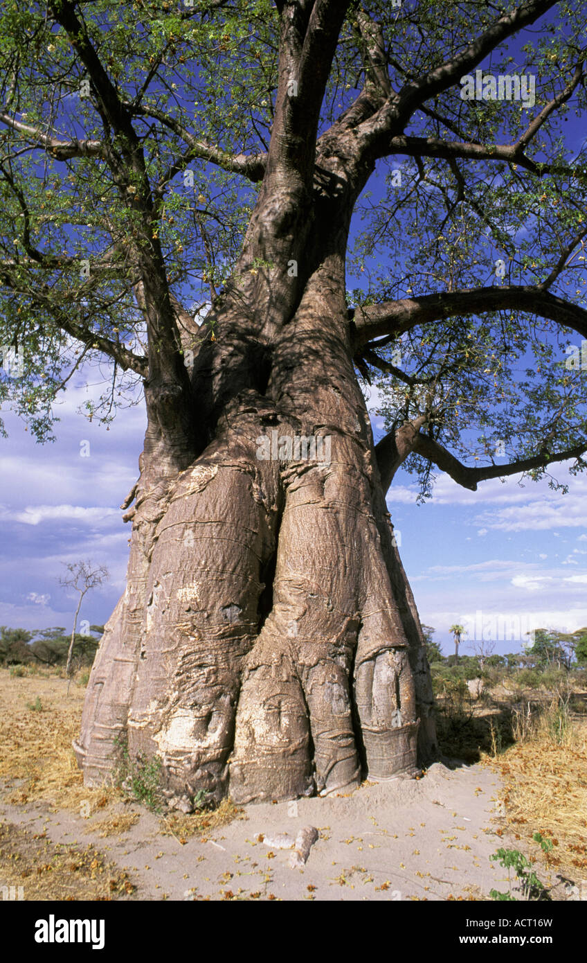 Scenic view of baobab tree trunk Adansonia digitata Mombo Okavango ...