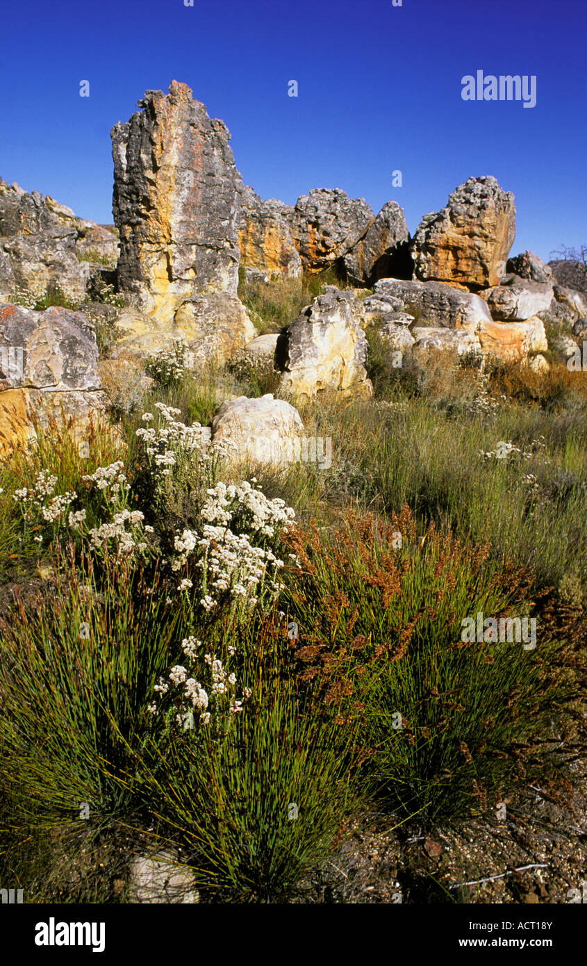 Rock formations and ericaceae in the Cedarberg Wilderness Cedarberg ...