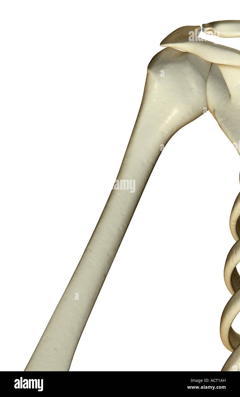 Bones of the shoulder hi-res stock photography and images - Alamy