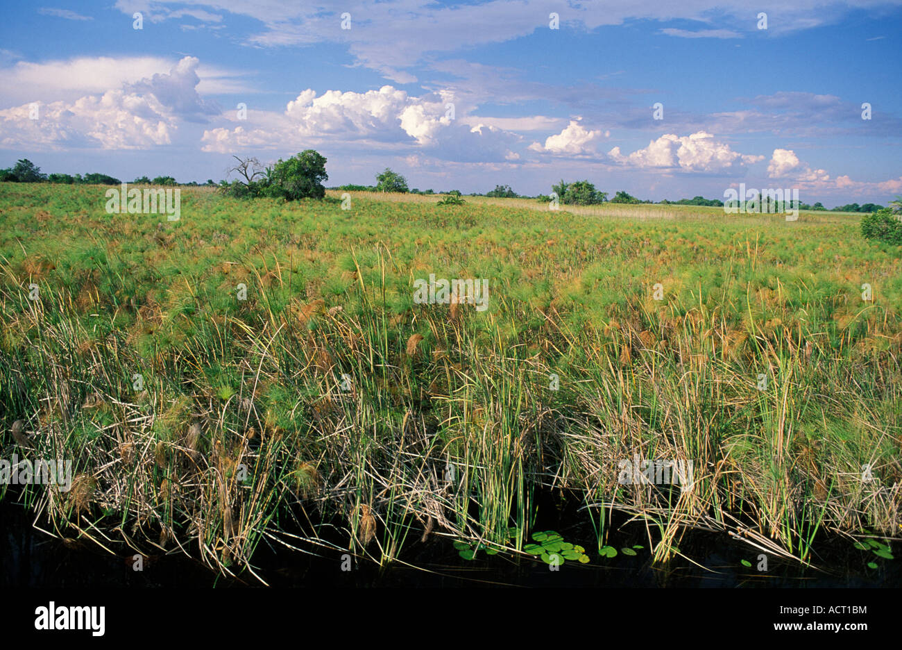 Papyrus reeds hi-res stock photography and images - Alamy