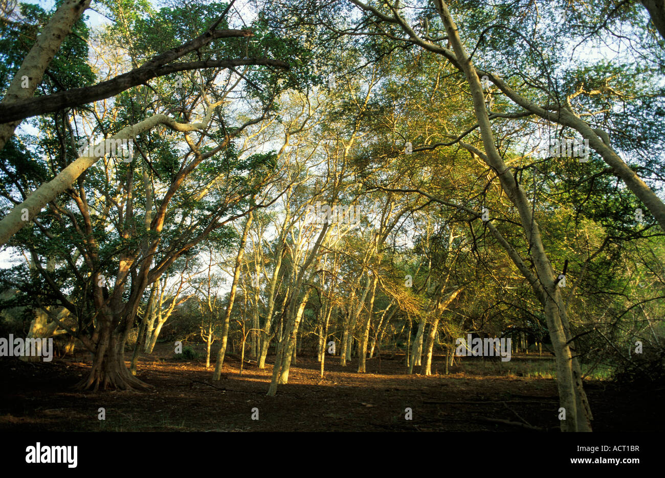 Forest of fever trees Acacia xanthophloea on banks of Bhanzi Pan Ndumu ...