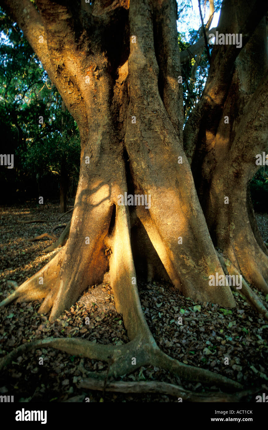 Sycamore fig tree hi-res stock photography and images - Alamy