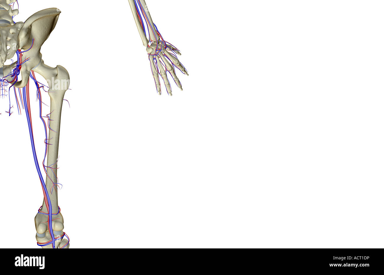 The blood supply of the hip Stock Photo - Alamy