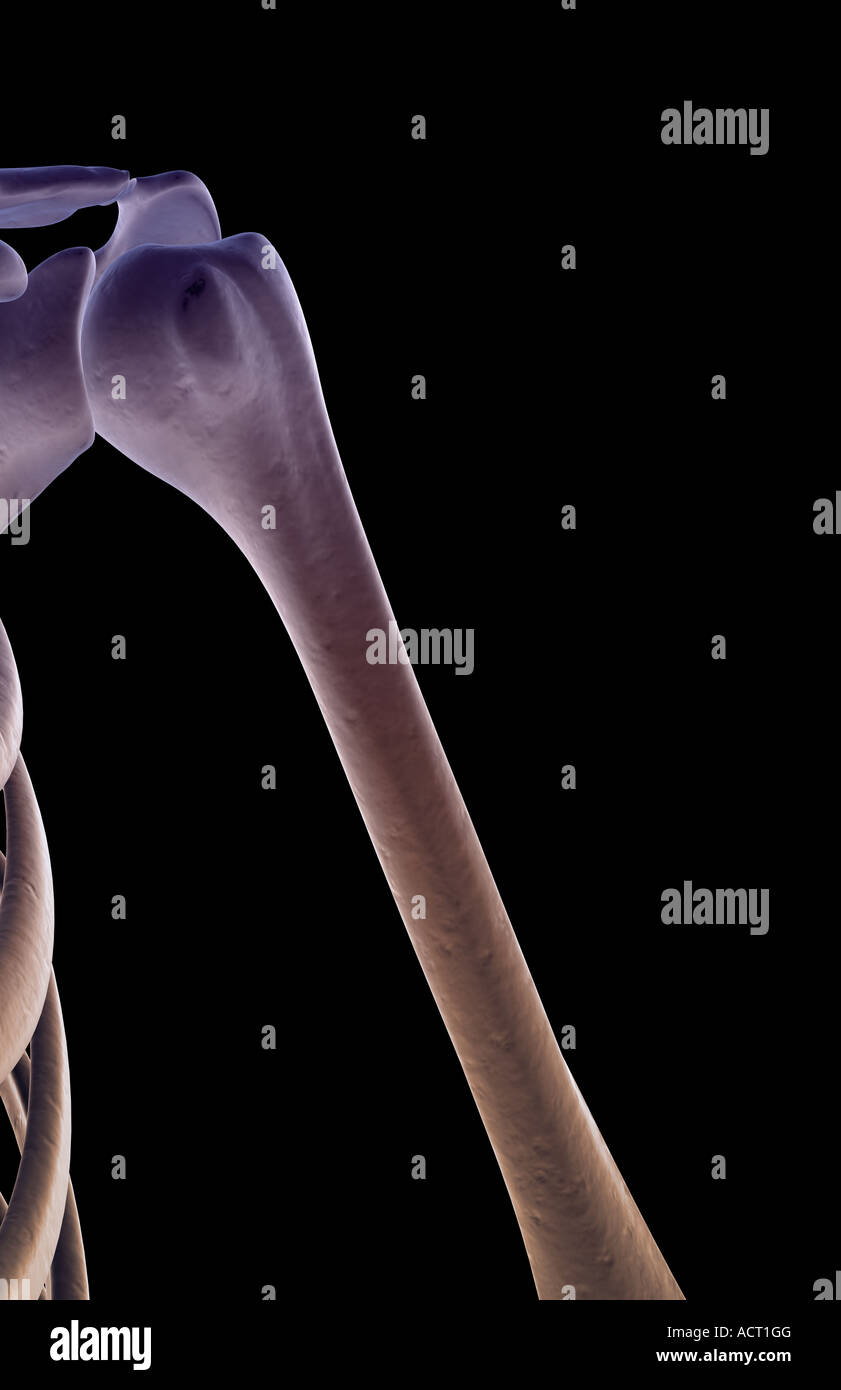 The bones of the shoulder Stock Photo - Alamy