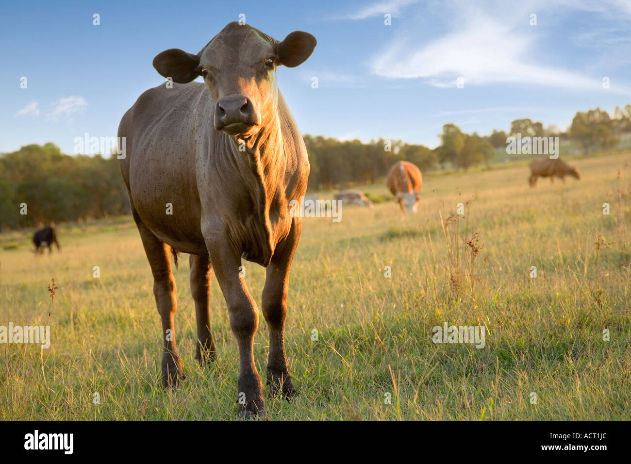 Stock Photo herd of various cross breed cattle in late afternoon ...