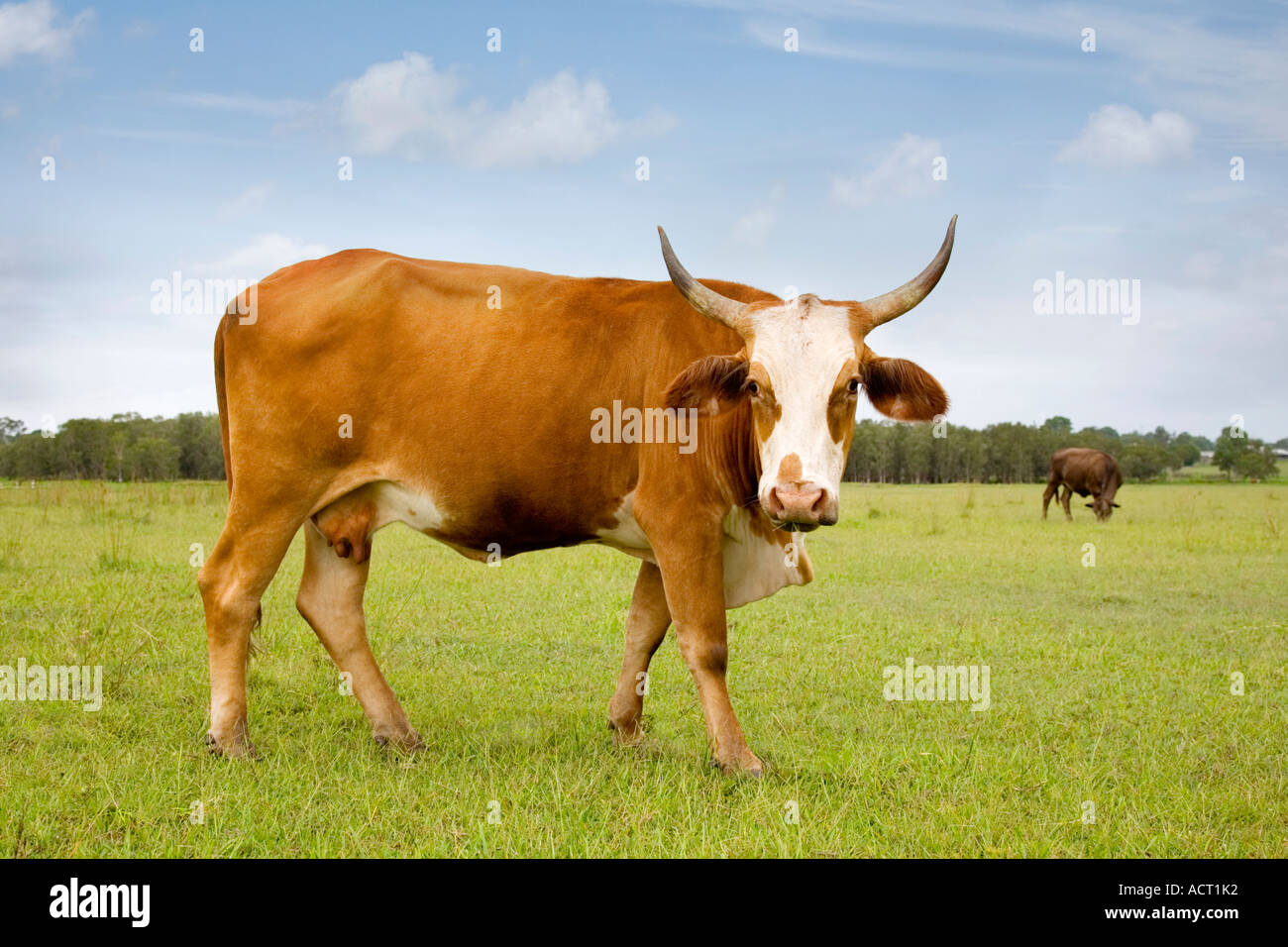 Cross Breeding Cows