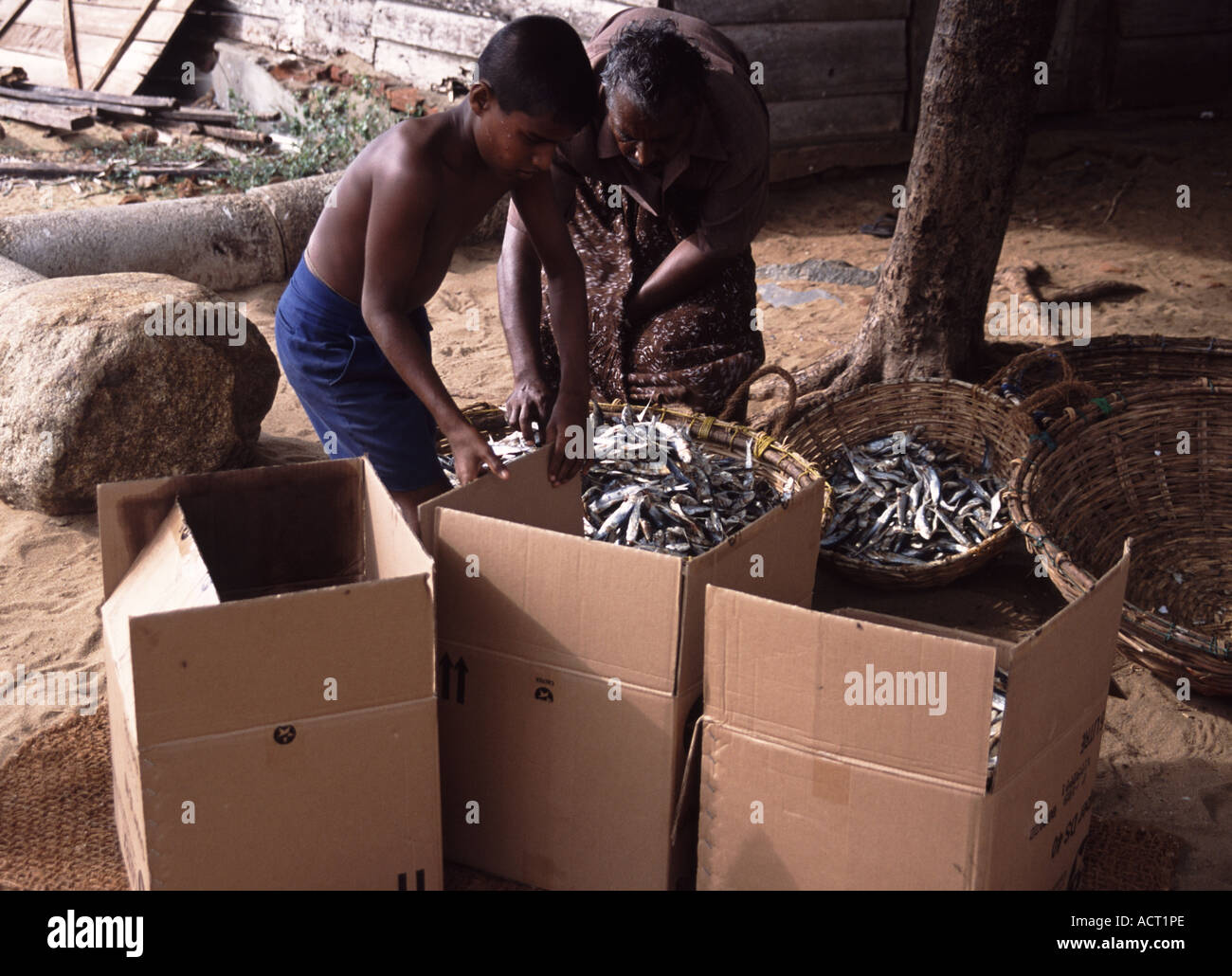 Packing dried fish, Negombo, Sri Lanka Stock Photo - Alamy