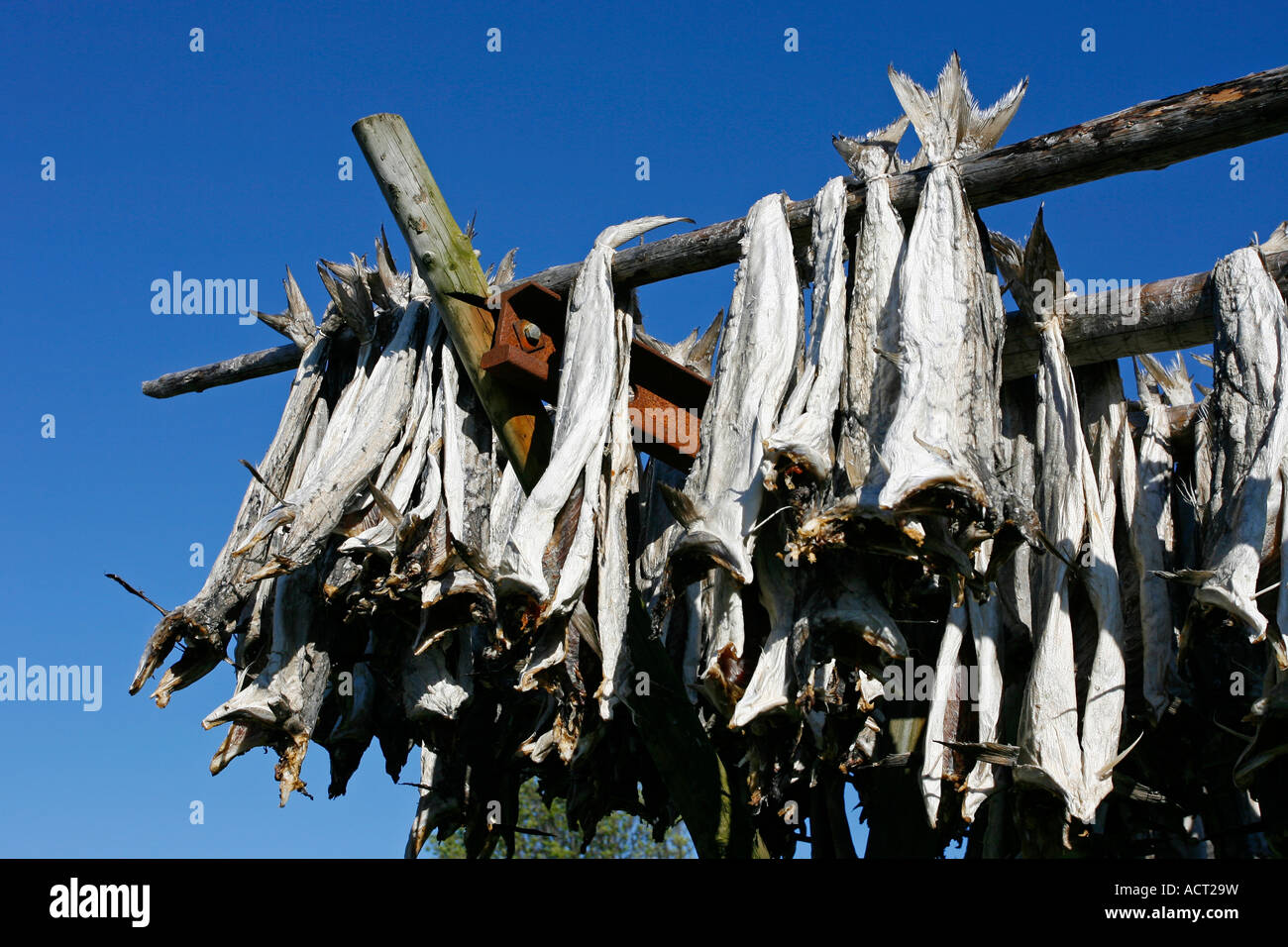 Cod drying Lofoten Islands Norway Europe Stock Photo - Alamy