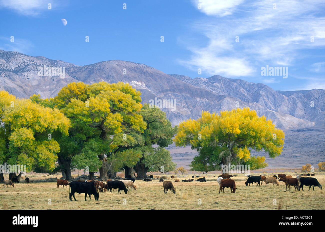 Inyo National Forest, California, USA. Cattle grazing in meadow with ...