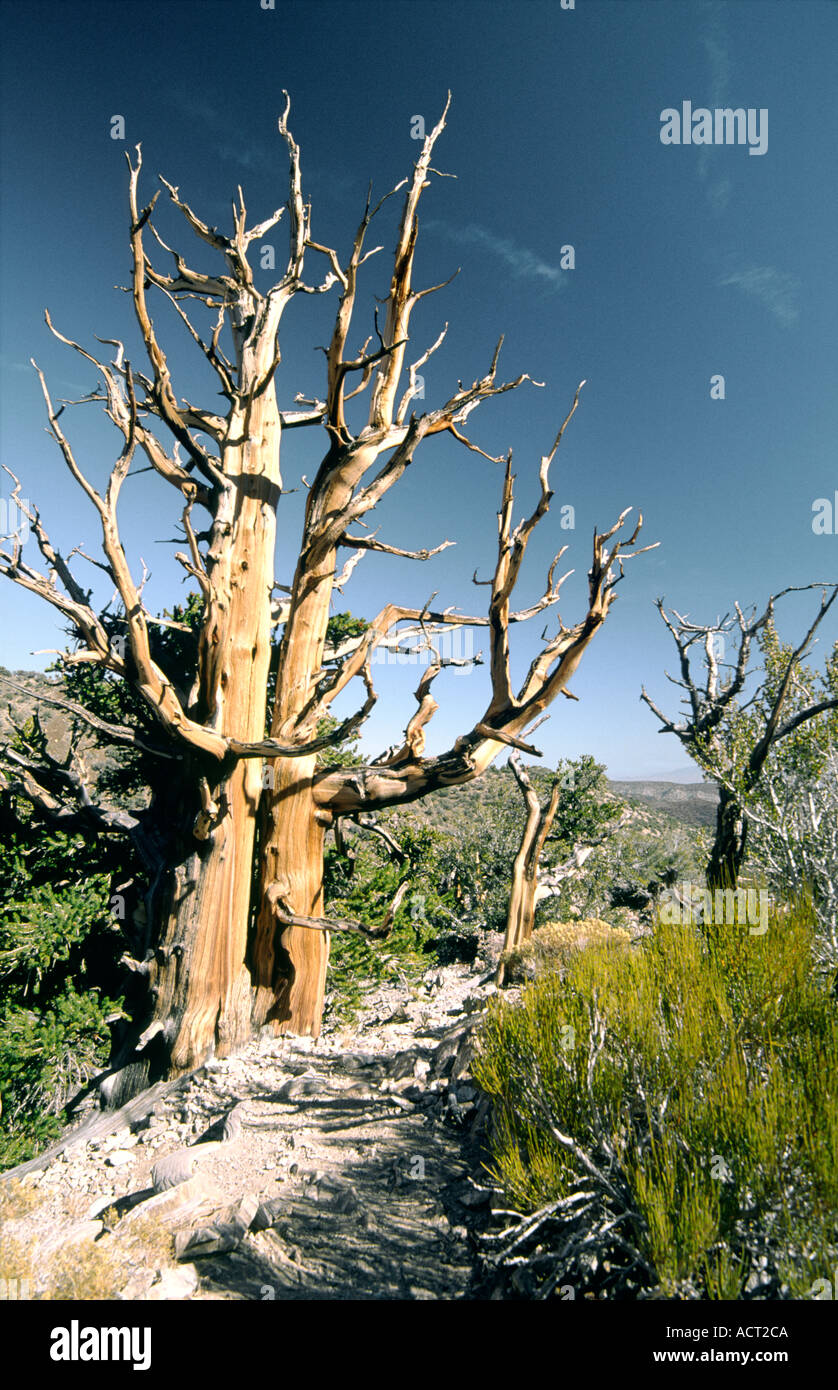 Bristlecone pine tree in Inyo National Forest park near Big Pine ...