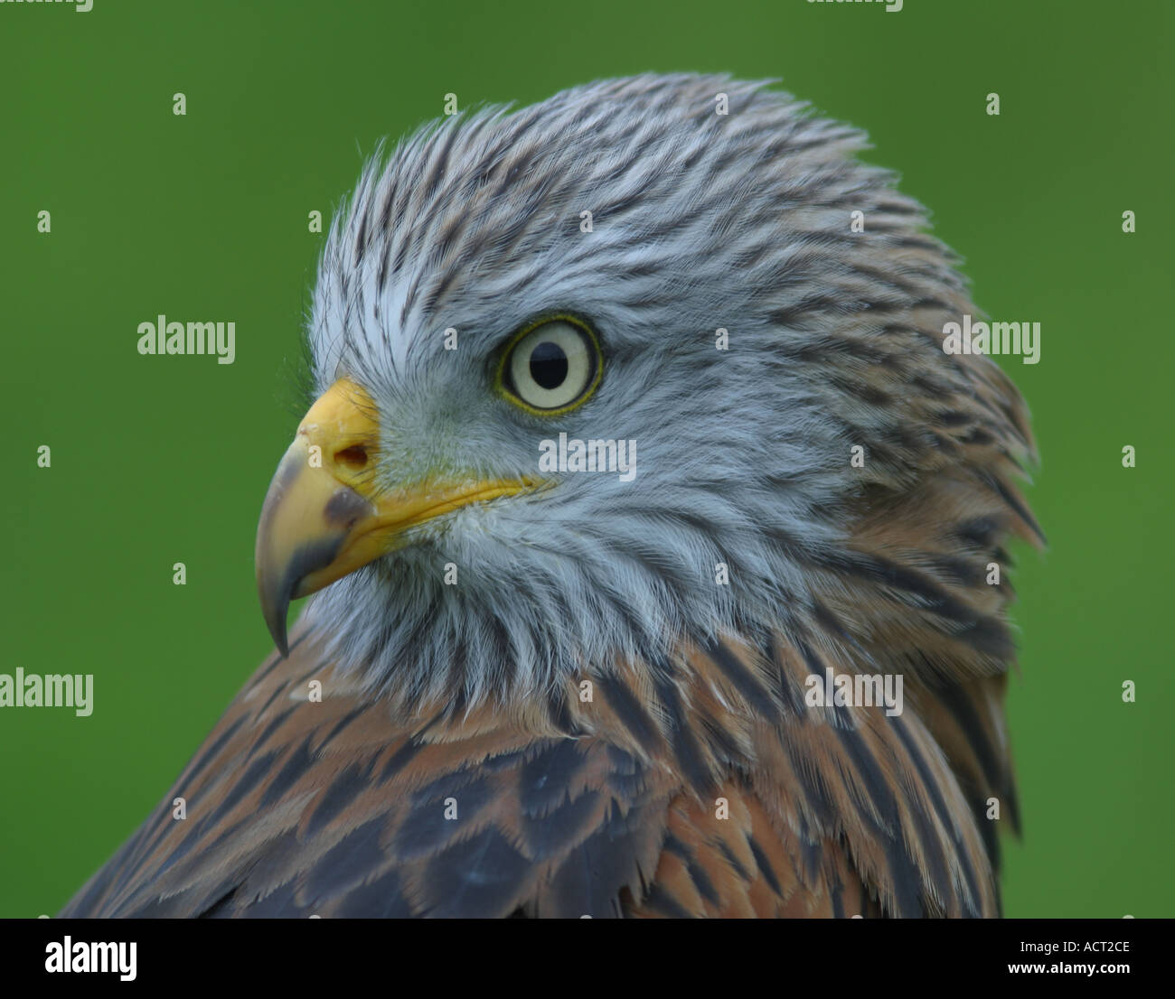 Red Kite, Milvus milvus. Captive Stock Photo - Alamy