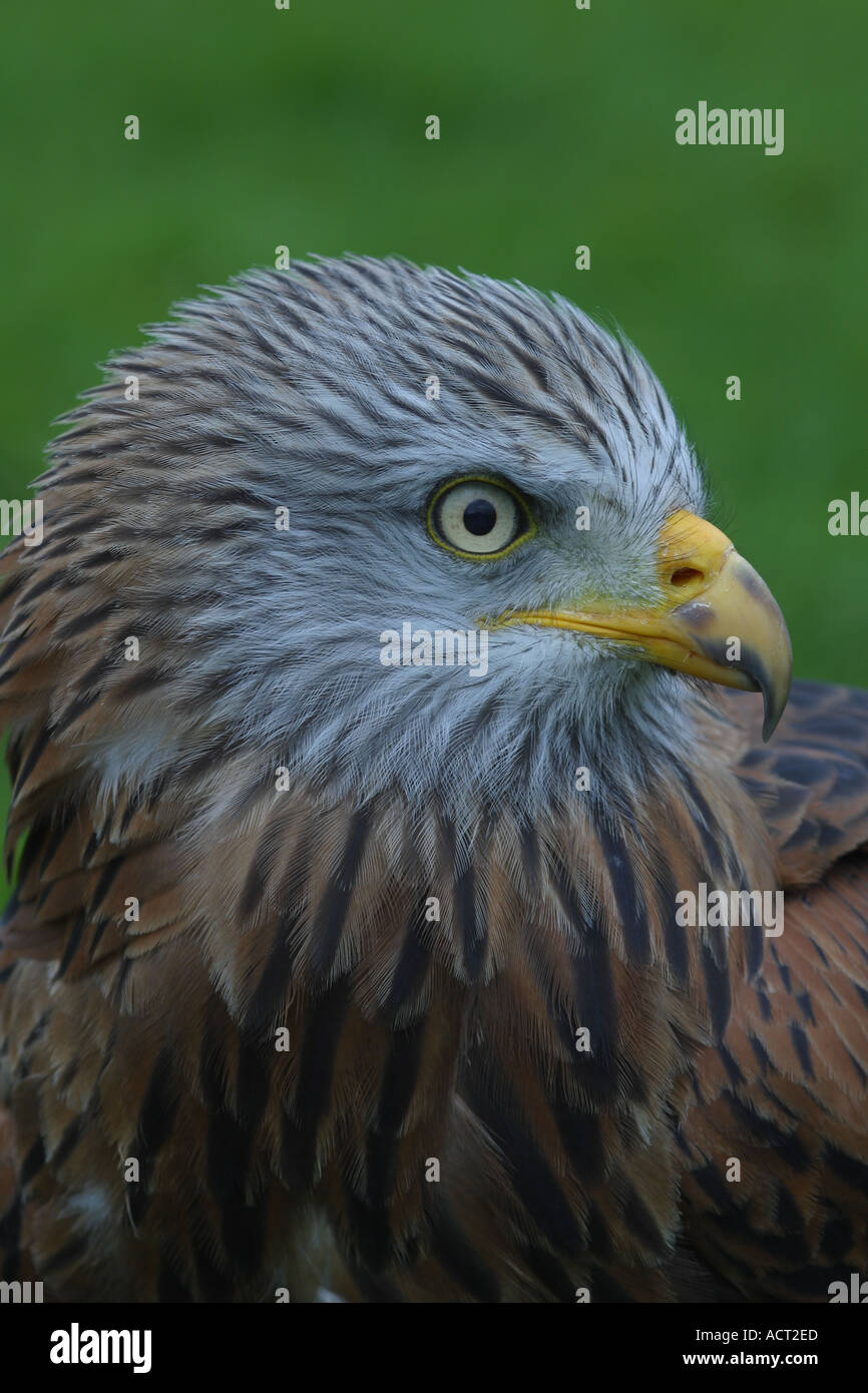 Red Kite Milvus milvus. Captive Stock Photo - Alamy