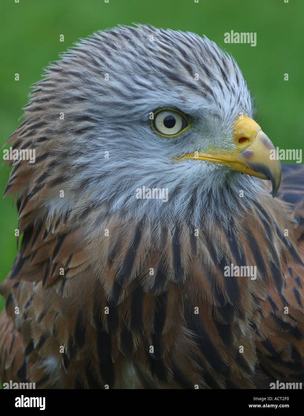 Species large hi-res stock photography and images - Alamy