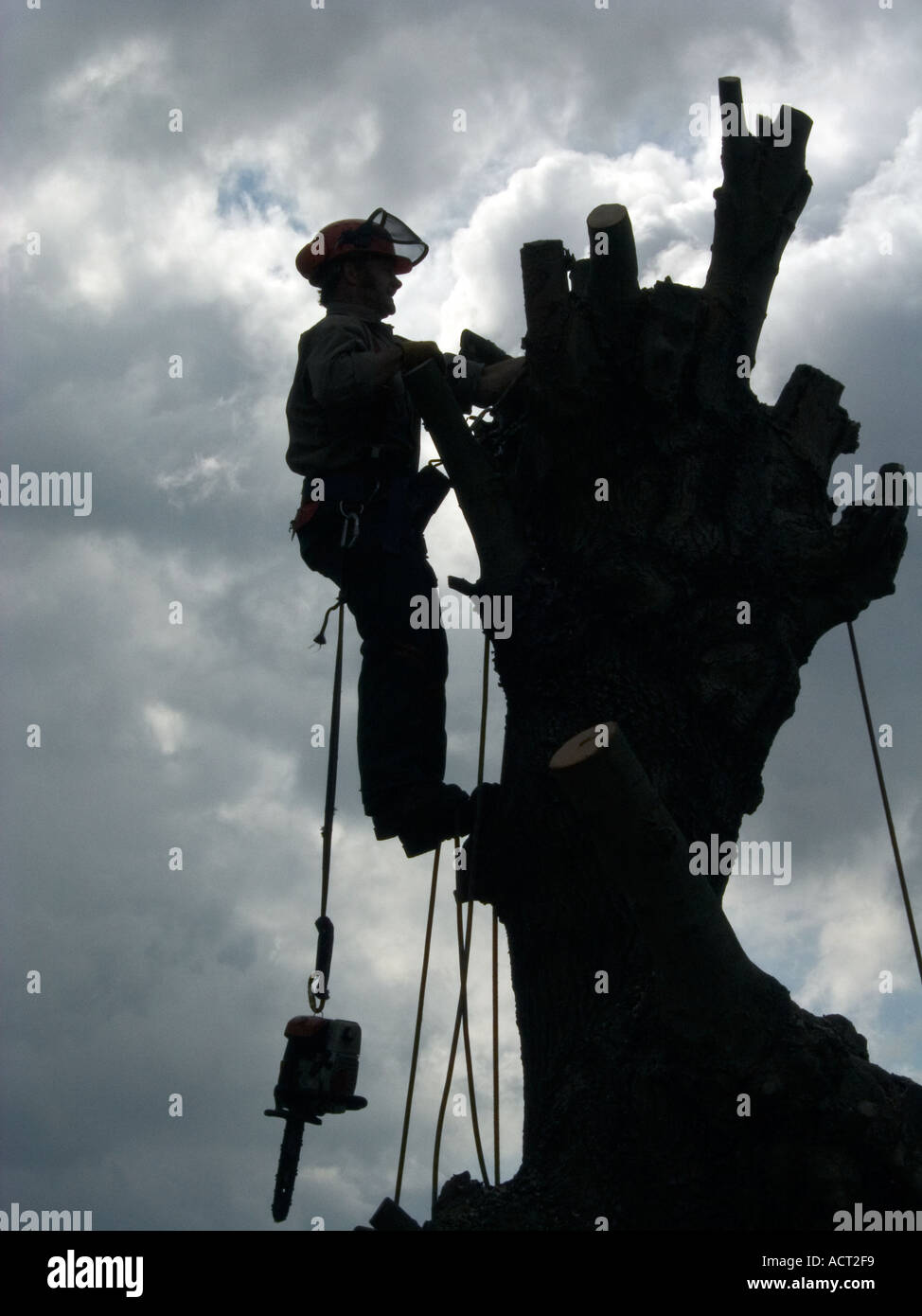 Tree surgeon with chainsaw and climbing harness climbing tree ...