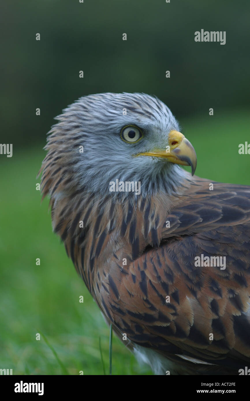 Red Kite Milvus milvus. Captive Stock Photo - Alamy