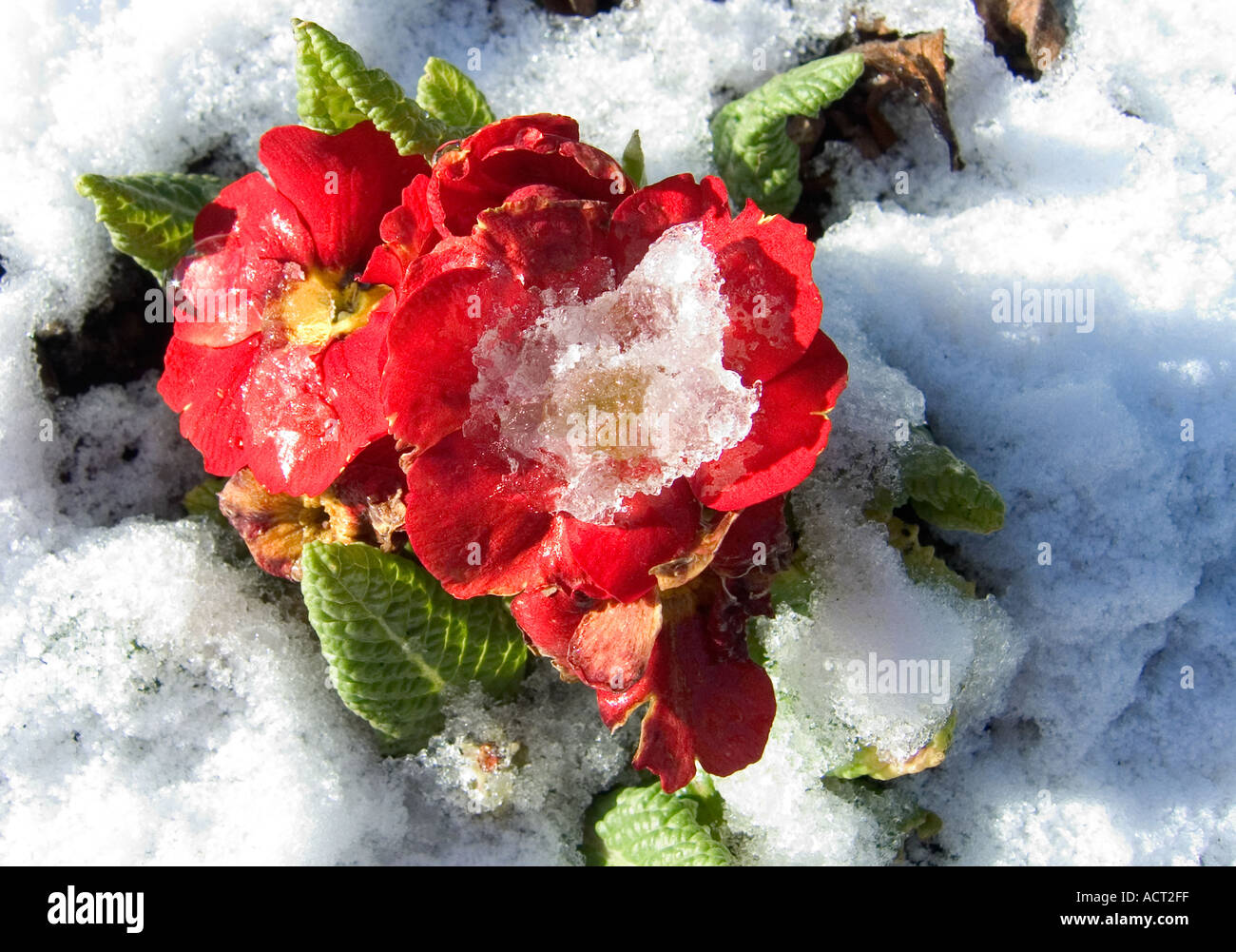 Flowers growing through snow hi-res stock photography and images - Alamy